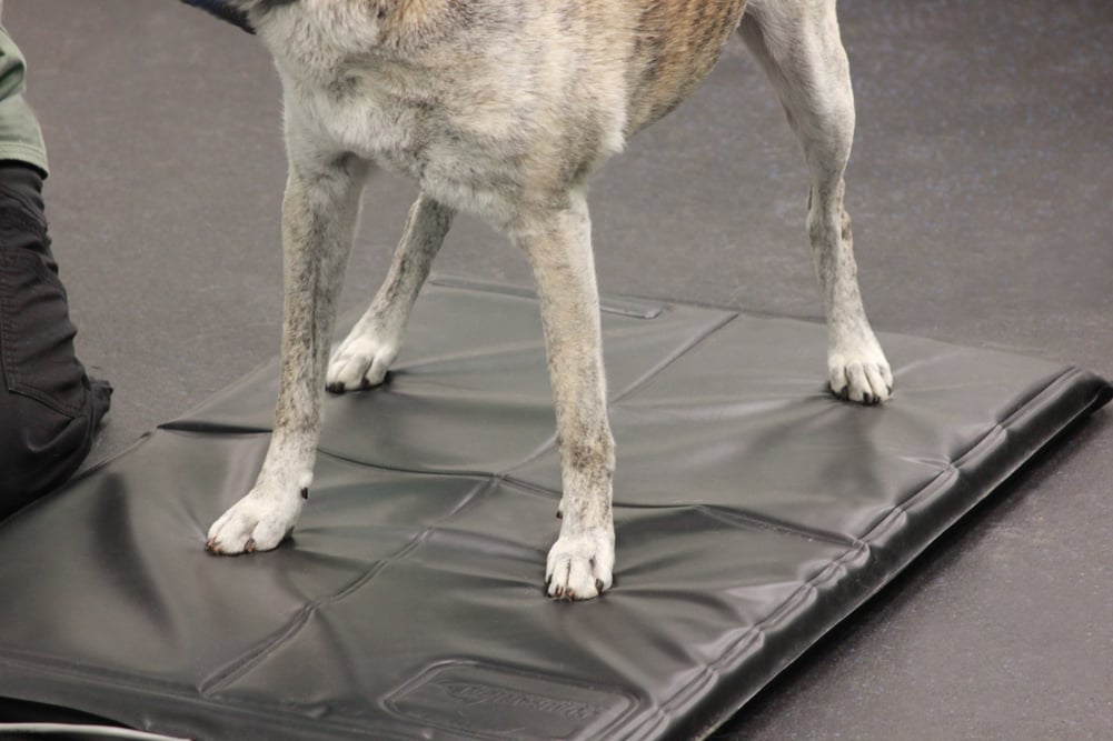 Veterinary Stance Analyzer | Companion Animal Health