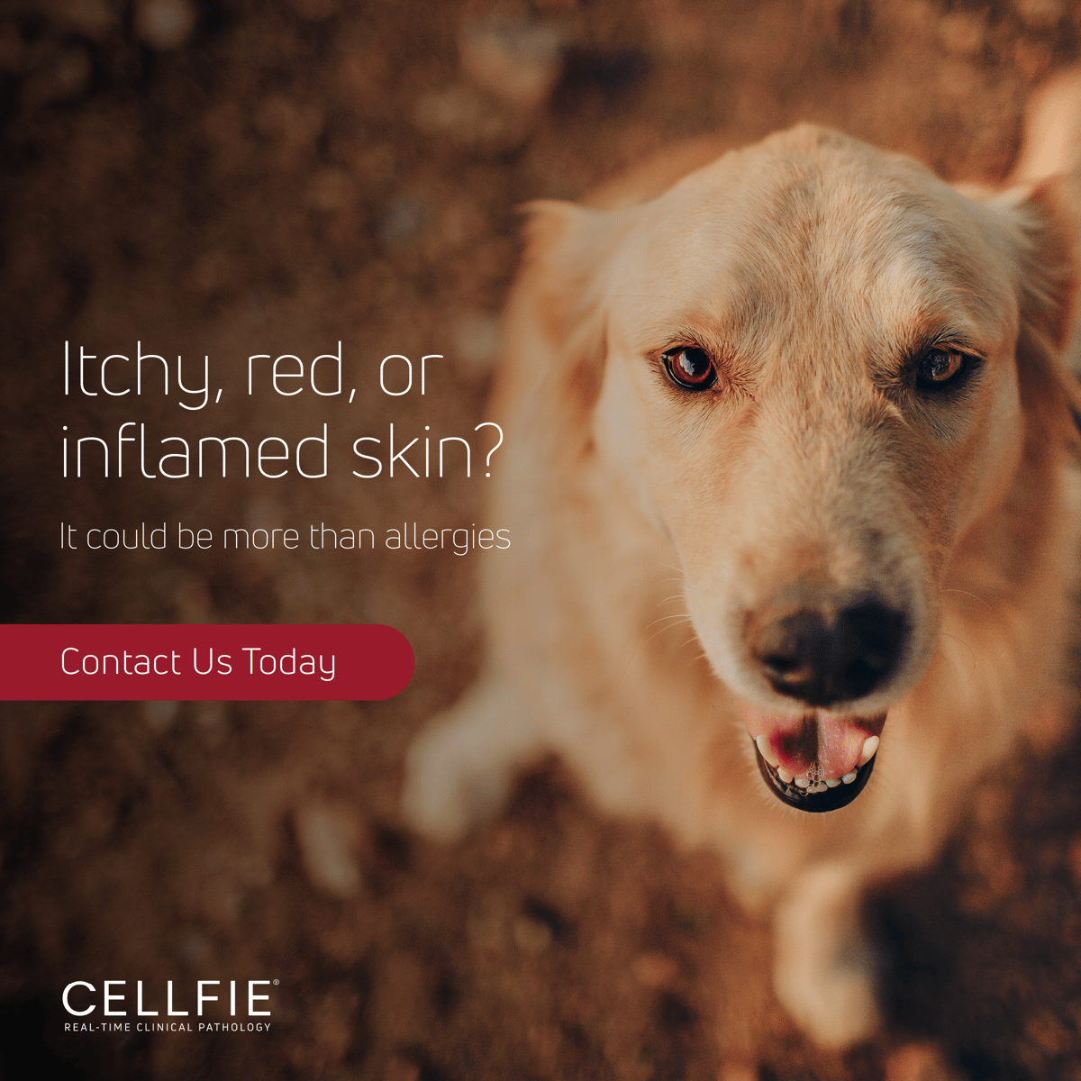 Your Cellfie Resource Page