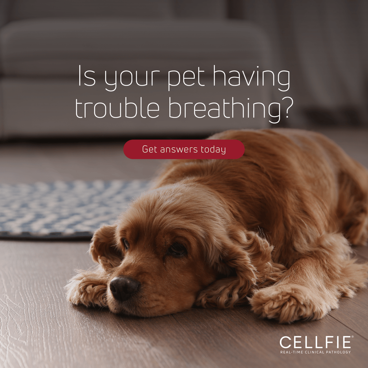 Your Cellfie Resource Page