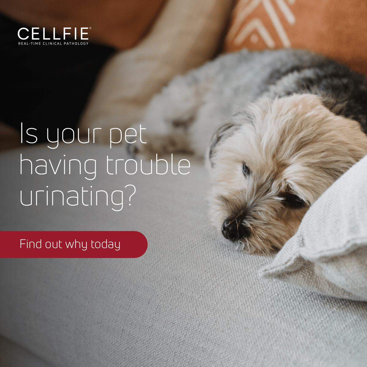 Your Cellfie Resource Page